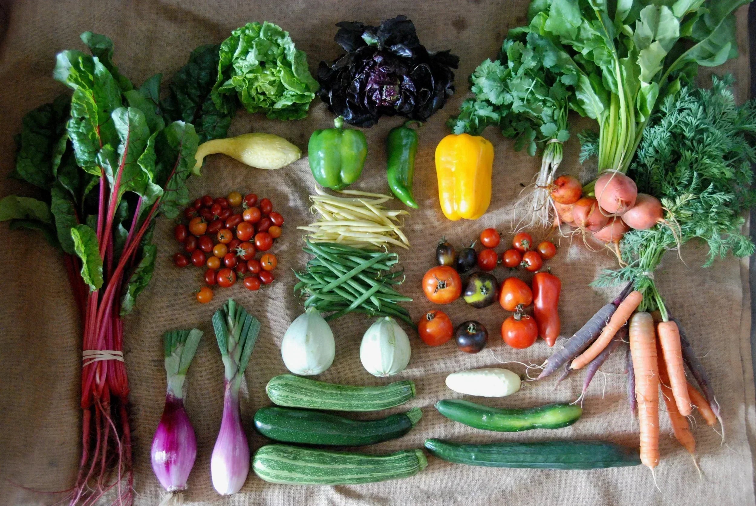 Sowing and Transplanting in November – Transition Farm