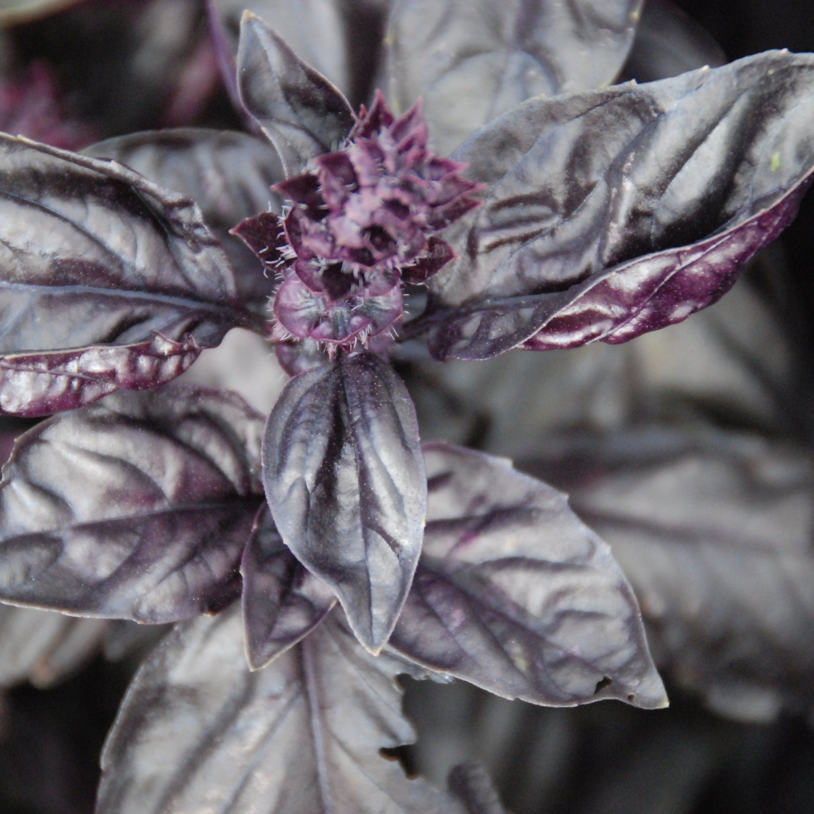 Products – Transition Farm