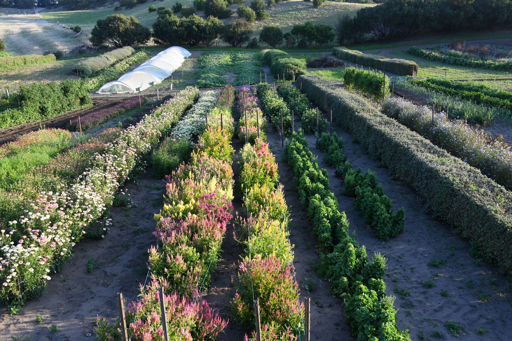 Transition Farm