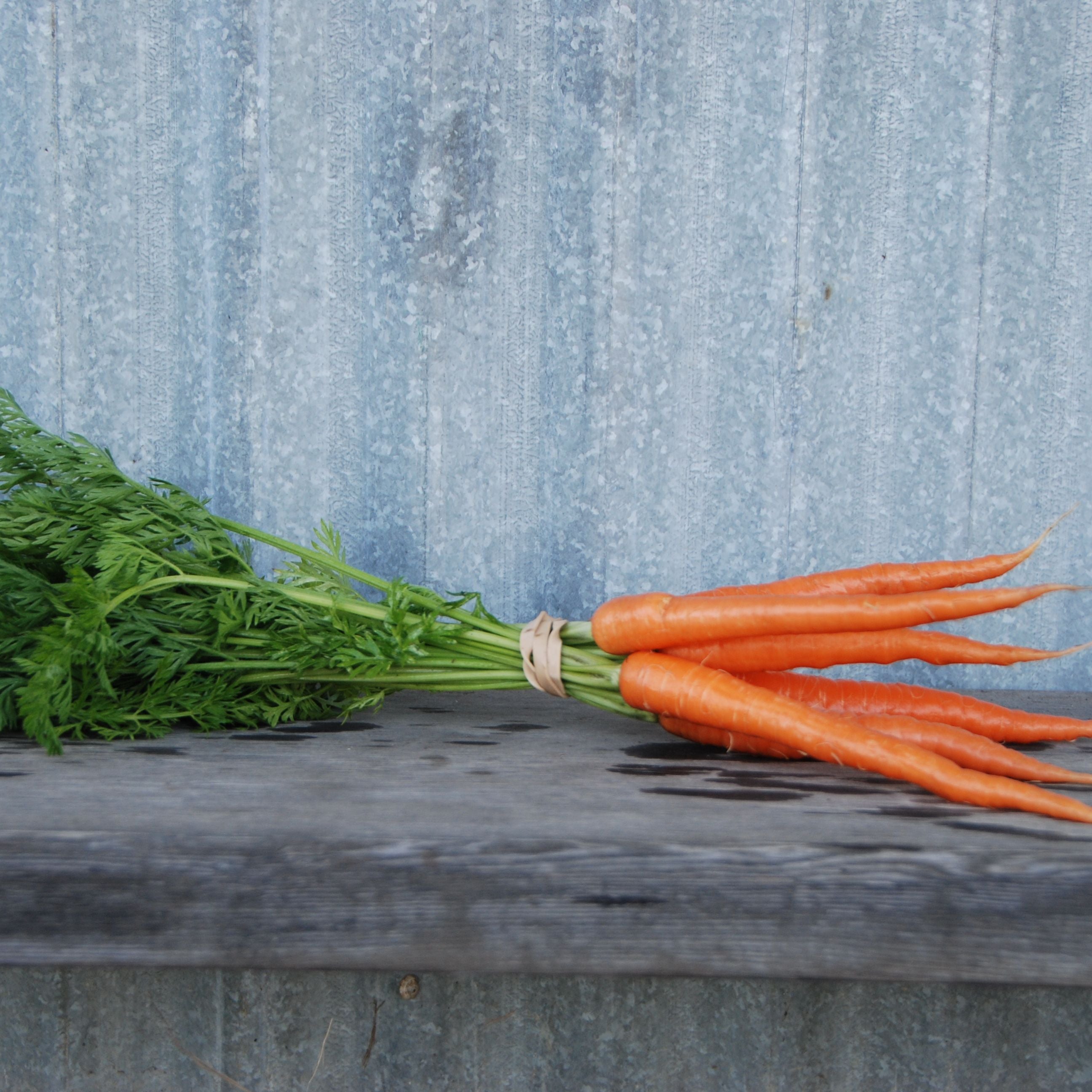 Carrot 'Little Finger' – Transition Farm
