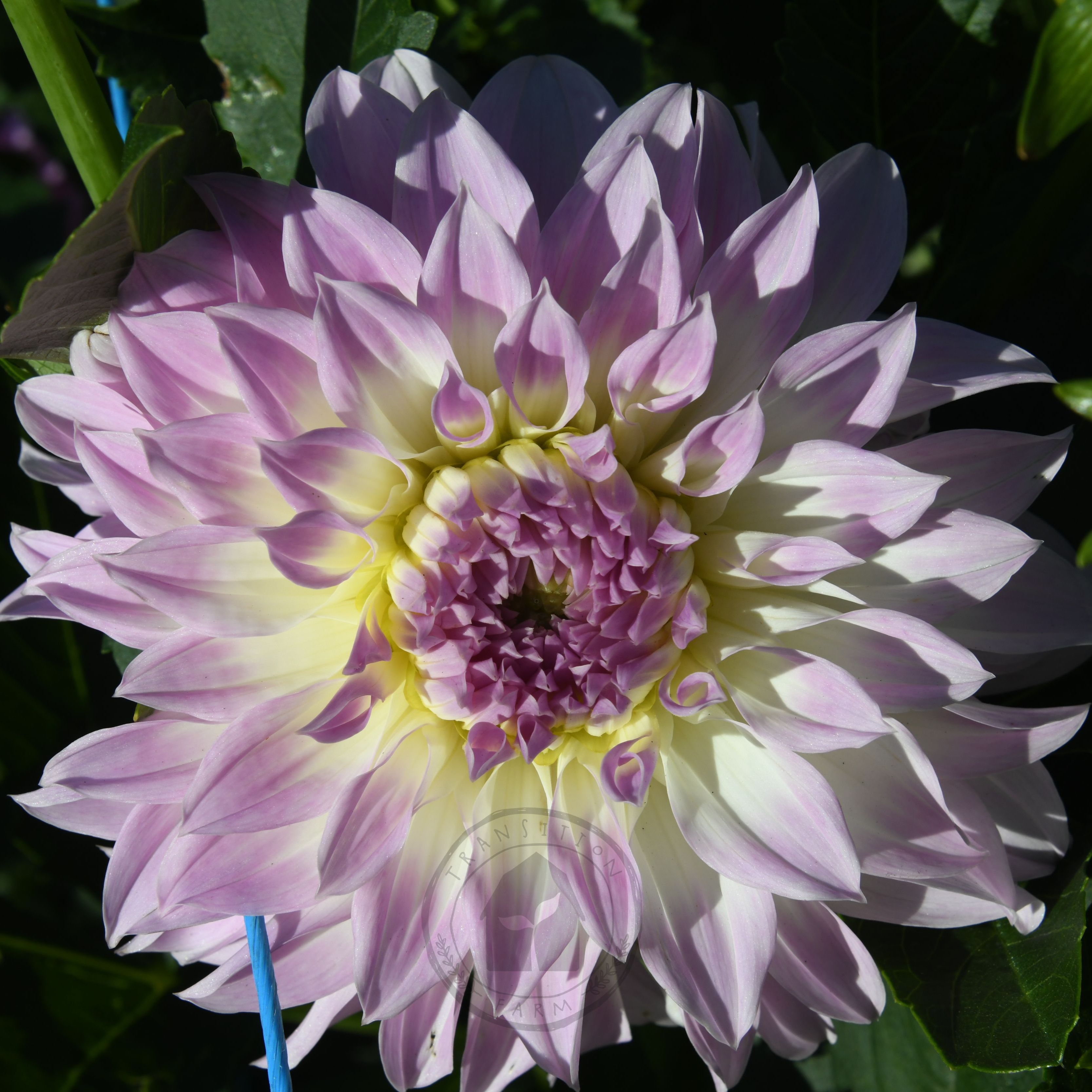 Dahlia 'Anne's Delight' Certified Demeter Bio-Dynamic / Organic ...