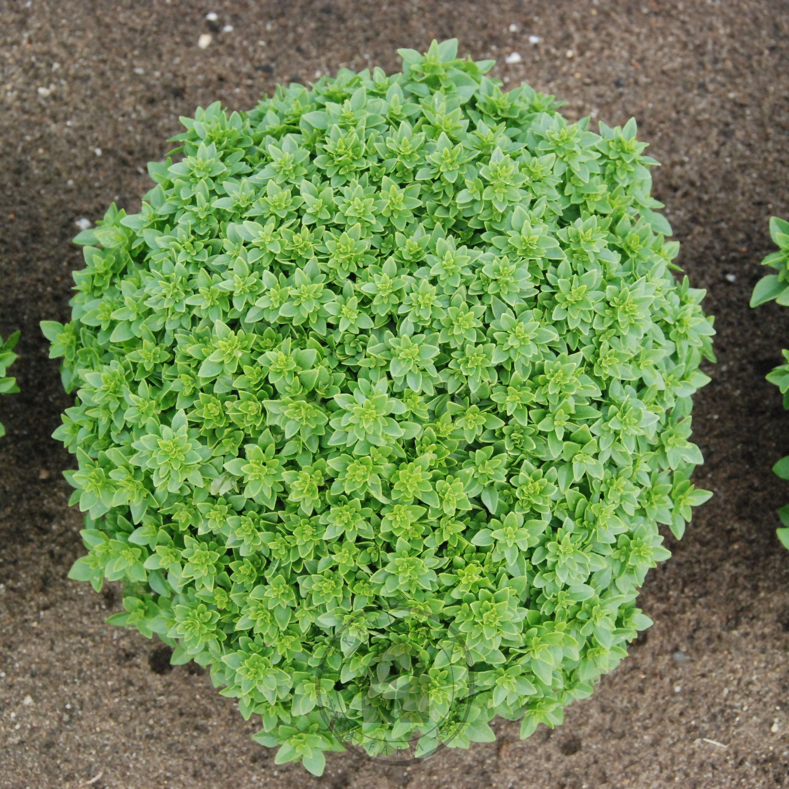 Basil 'Belluccia' Certified Demeter Biodynamic / Organic Seed – Transition Farm