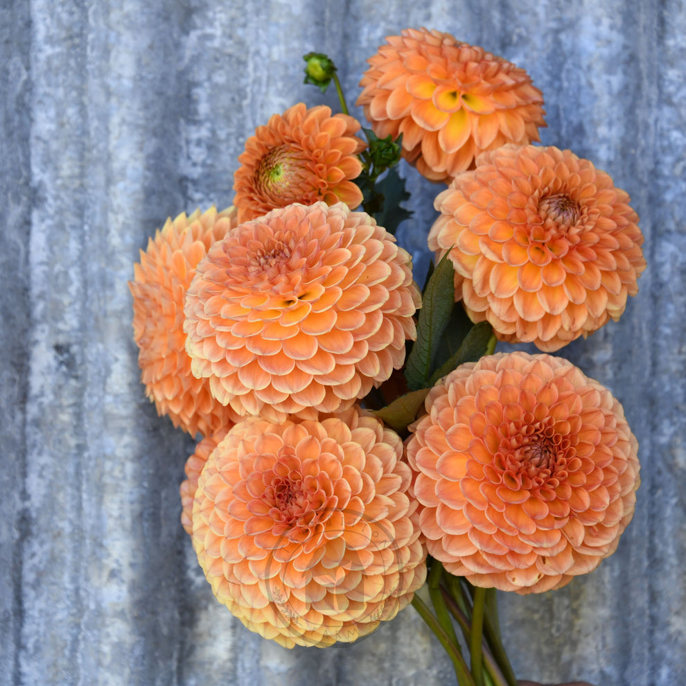 Dahlia 'Formby Crest' Certified Demeter Bio-Dynamic / Organic – Transition Farm