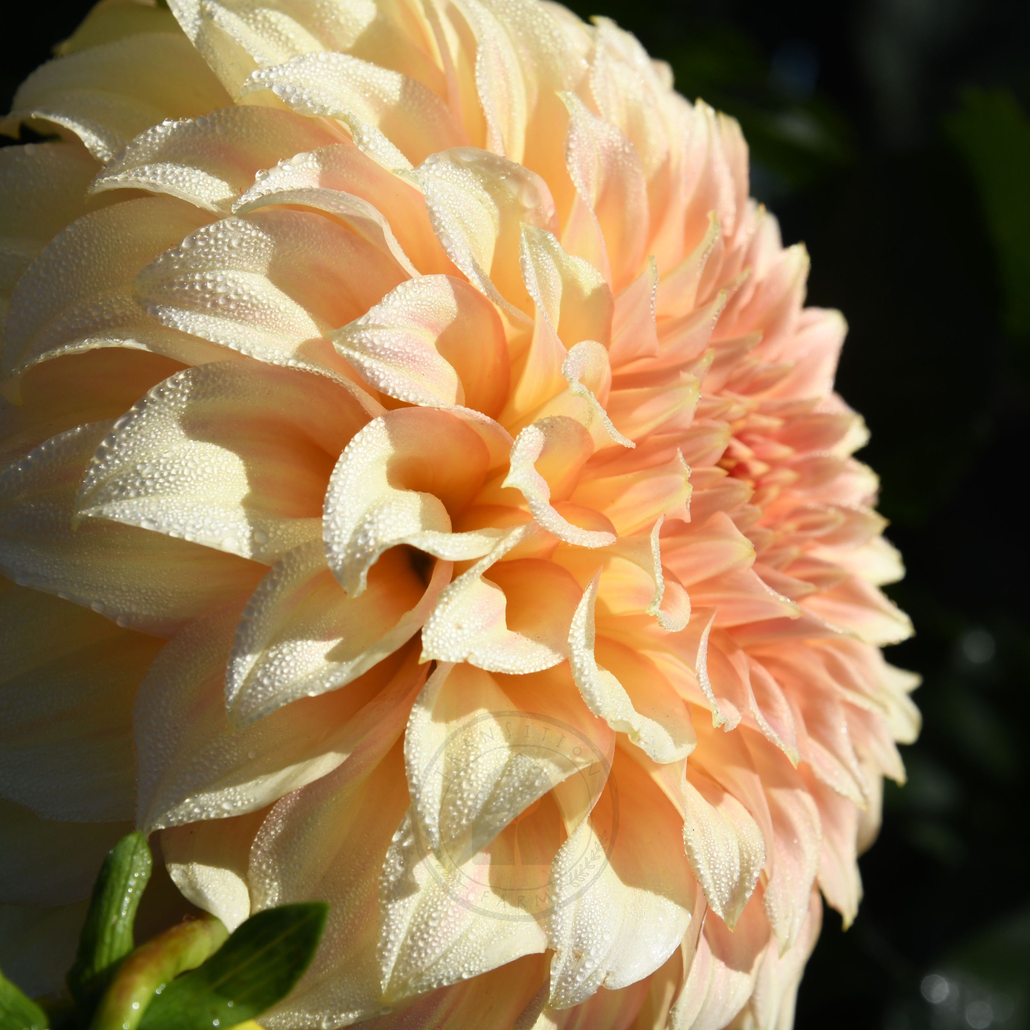 Dahlia 'Bracken Sarah' (Sand Dune) Certified Demeter Bio-Dynamic ...